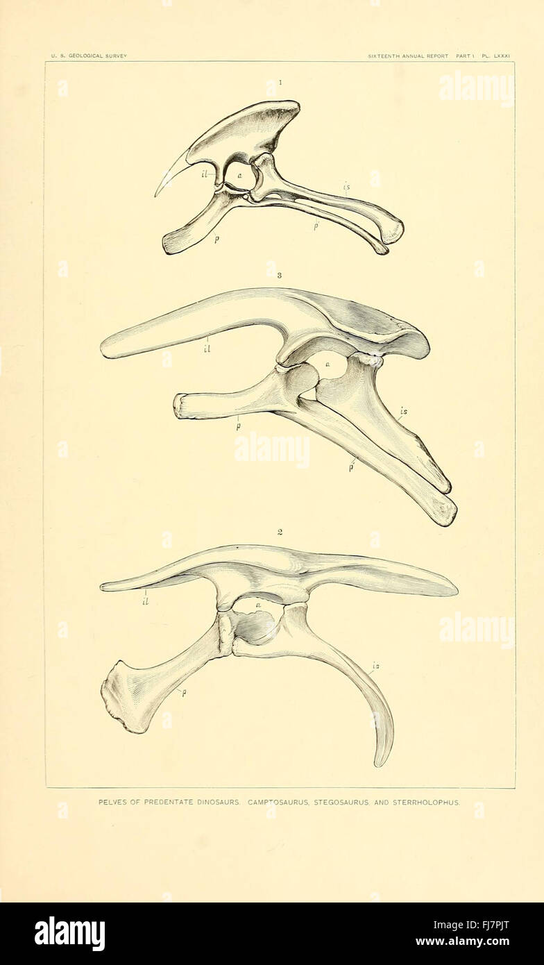 A comprehensive study on the dinosaurs that roamed North America ...