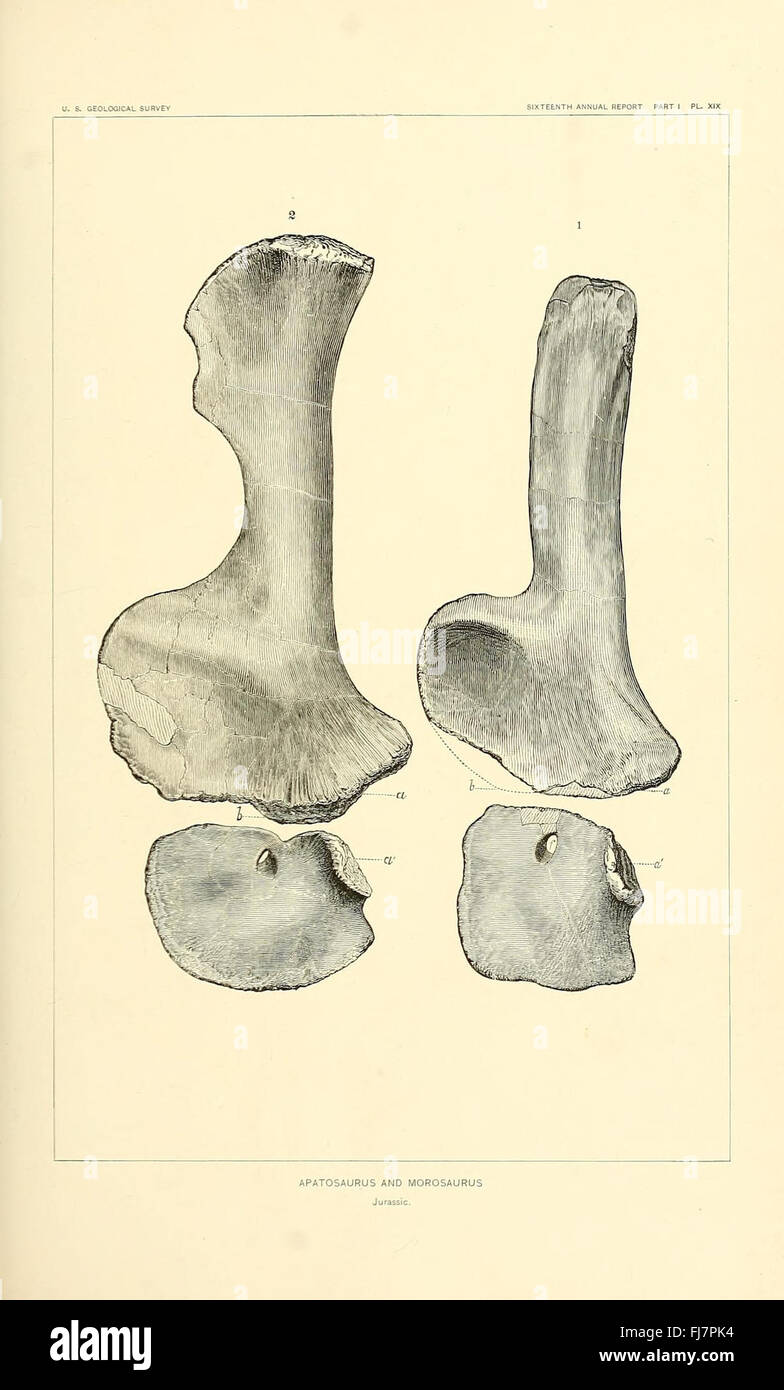 A comprehensive study on the dinosaurs that once roamed North America ...