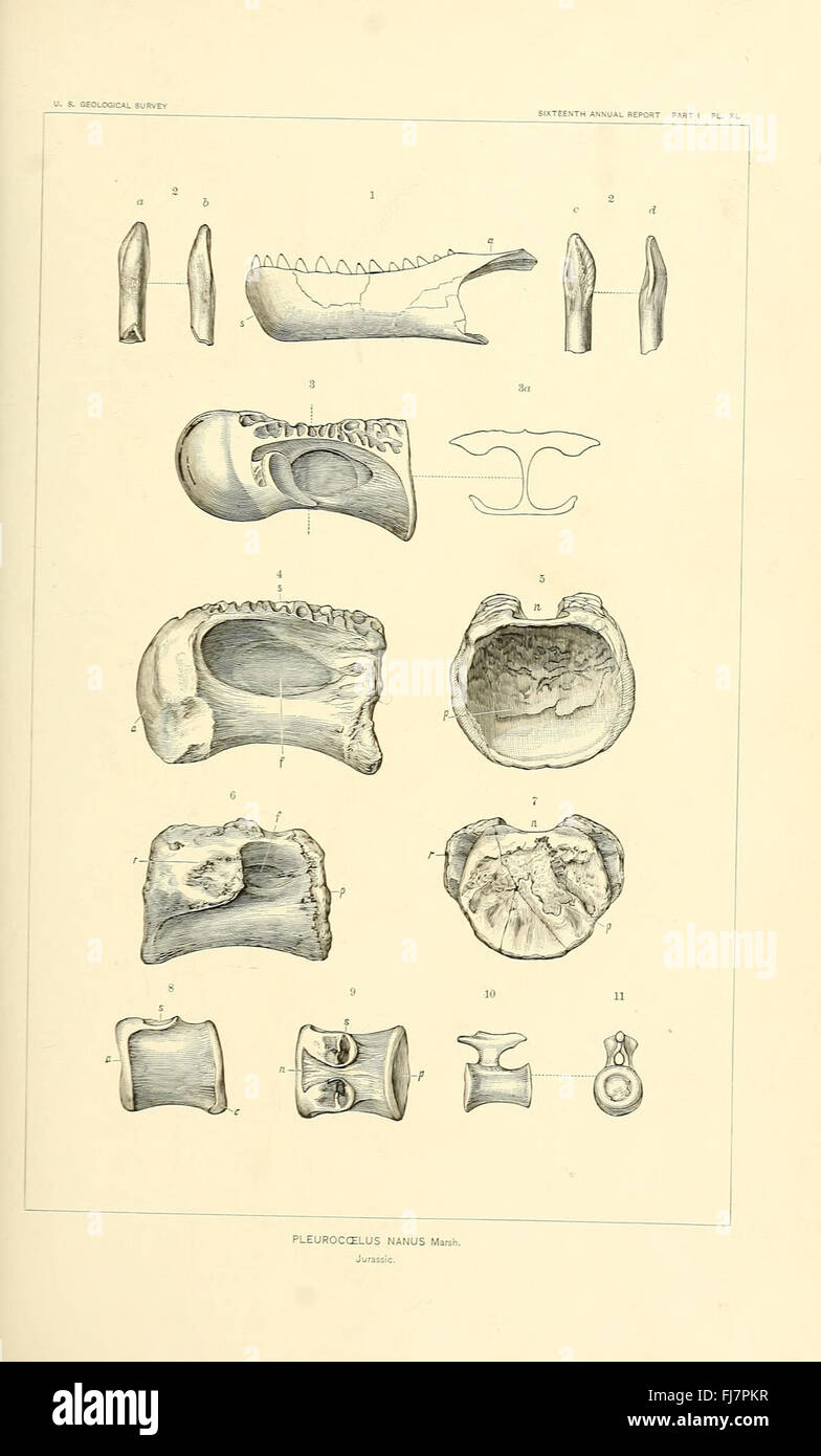 Paleontological theory hi-res stock photography and images - Alamy