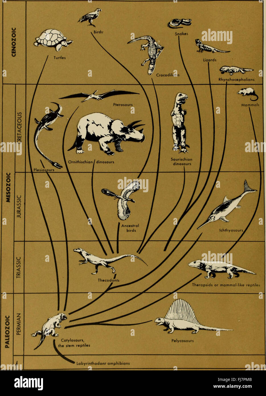 A 1945 publication about dinosaurs and their relatives, exploring the ...