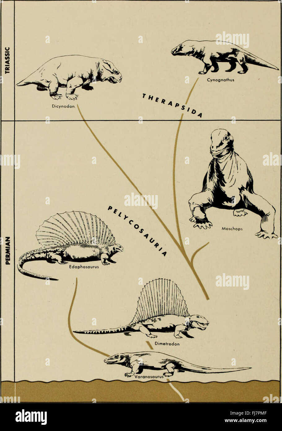 An informative guide to the dinosaurs and their relatives, offering ...