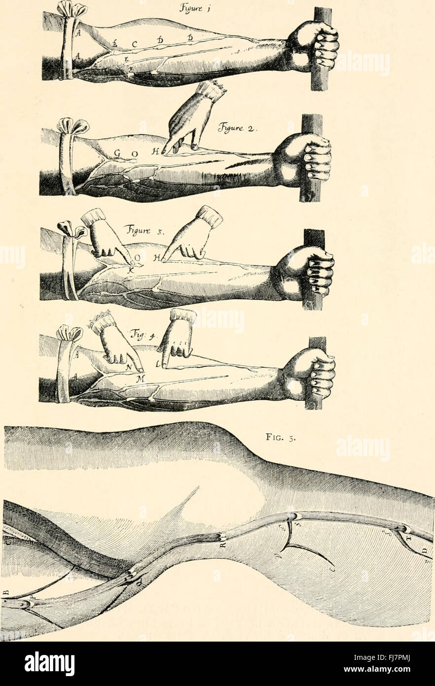 A historical account of the discovery of blood circulation, detailing ...