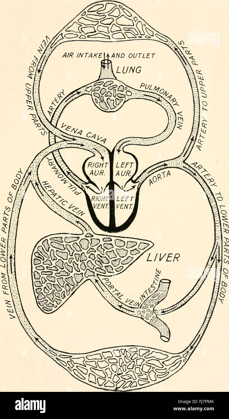 The discovery of the circulation of the blood; by Charles Singer (1922 ...