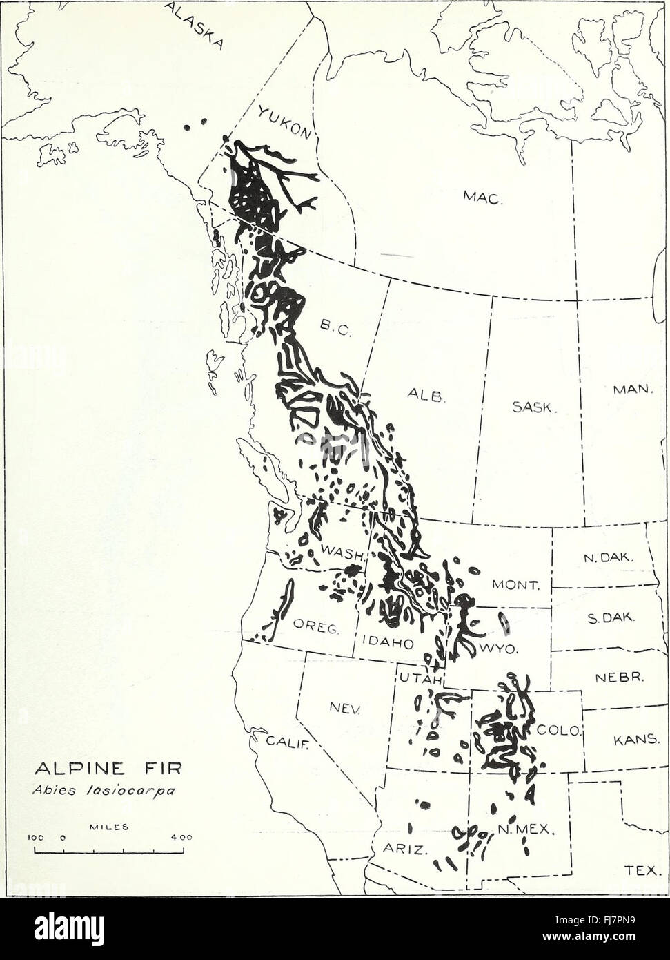 Forest trees, United States, tree species, Abies lasiocarpa, ecological ...