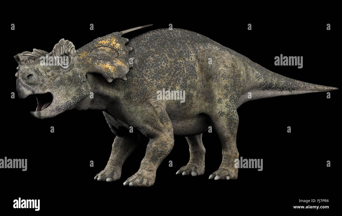 Achelousaurus is a genus of centrosaurine ceratopsid dinosaur that ...