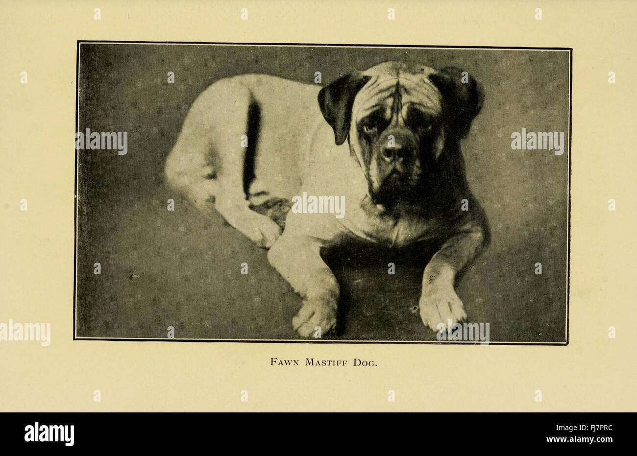 A comprehensive guide on the care of dogs, focusing on their health ...