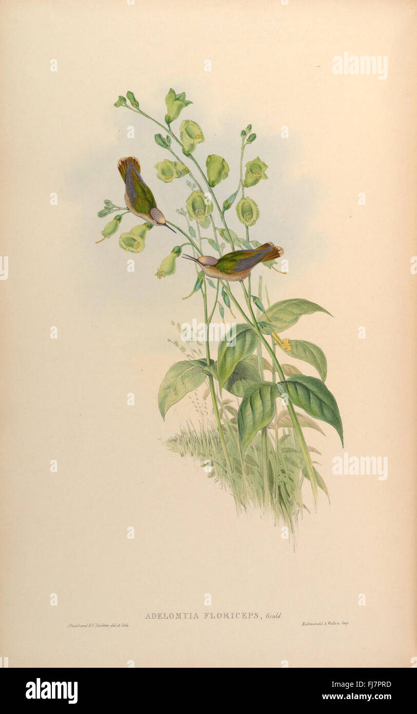 An illustrated monograph on the family Trochilidae (hummingbirds ...