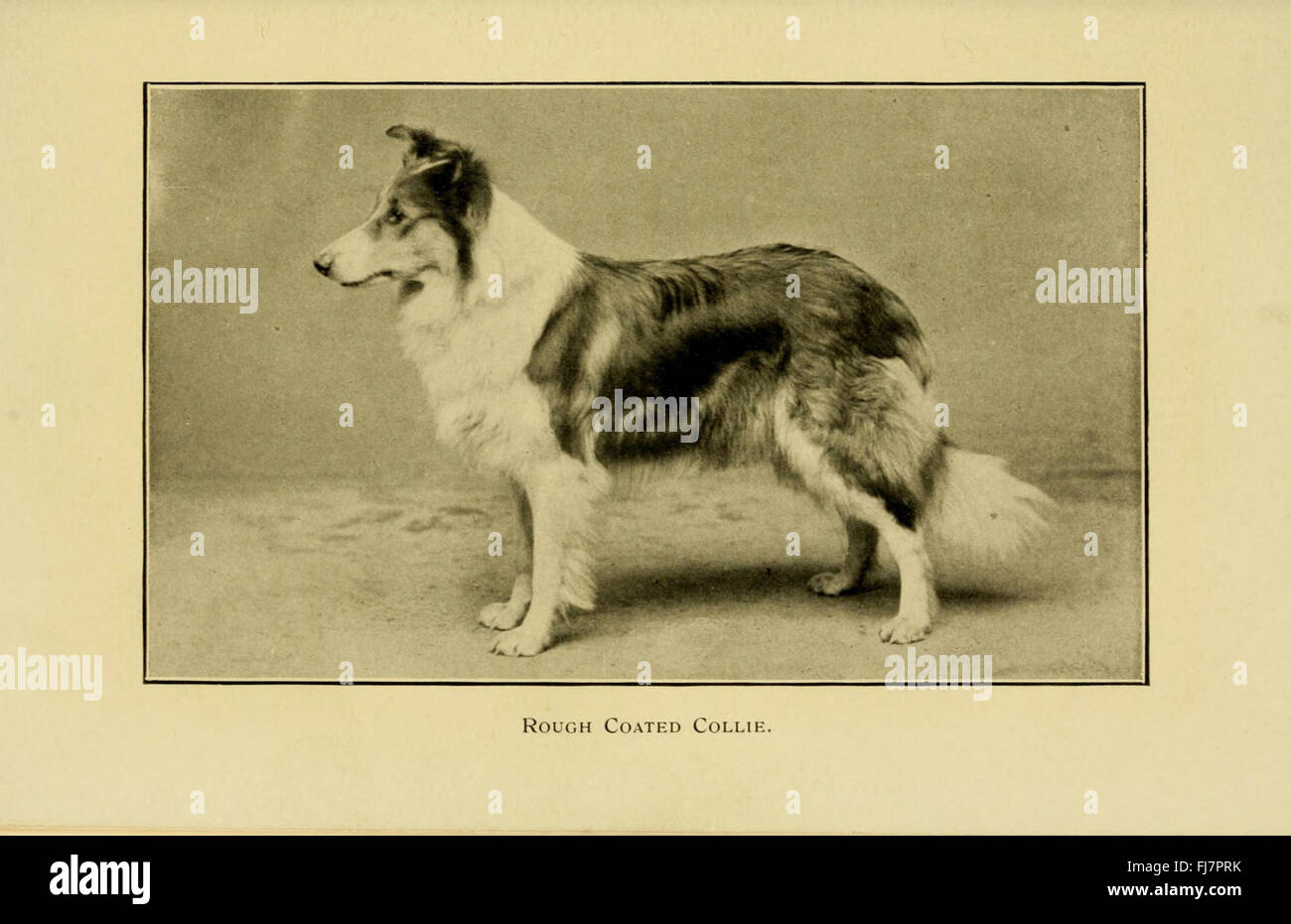 A comprehensive guide to the care and health of dogs, covering topics ...