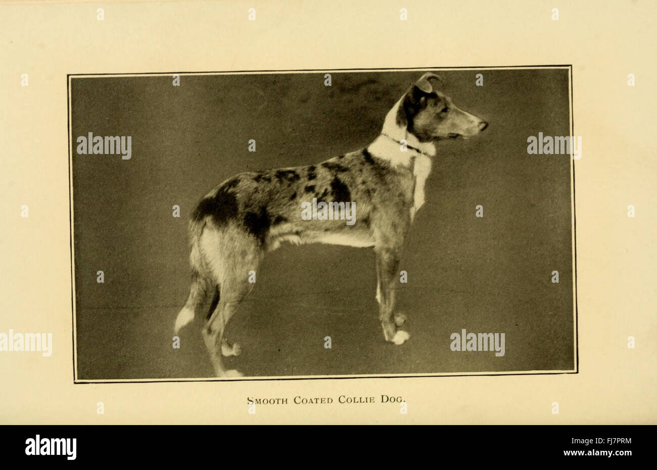 The Dog in Health, Accident, and Disease - A comprehensive study on the ...