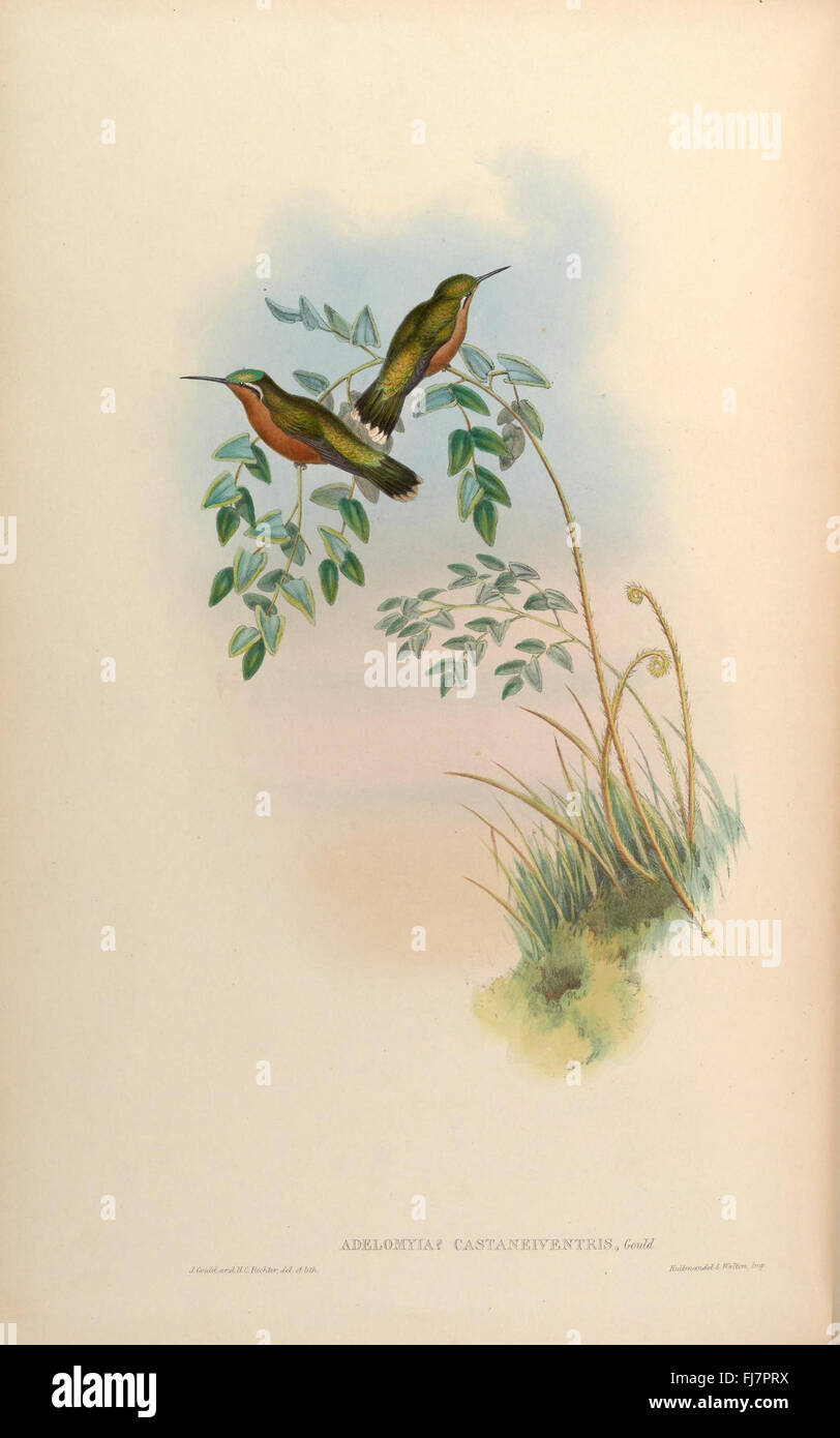 An illustrated monograph on the family of hummingbirds, Trochilidae ...