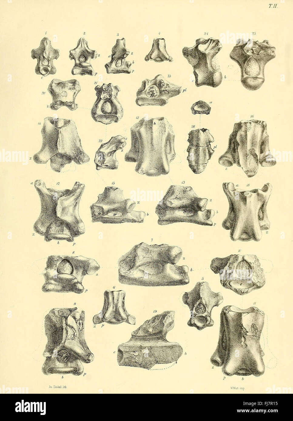 A comprehensive study of fossil reptiles from the Cretaceous period ...