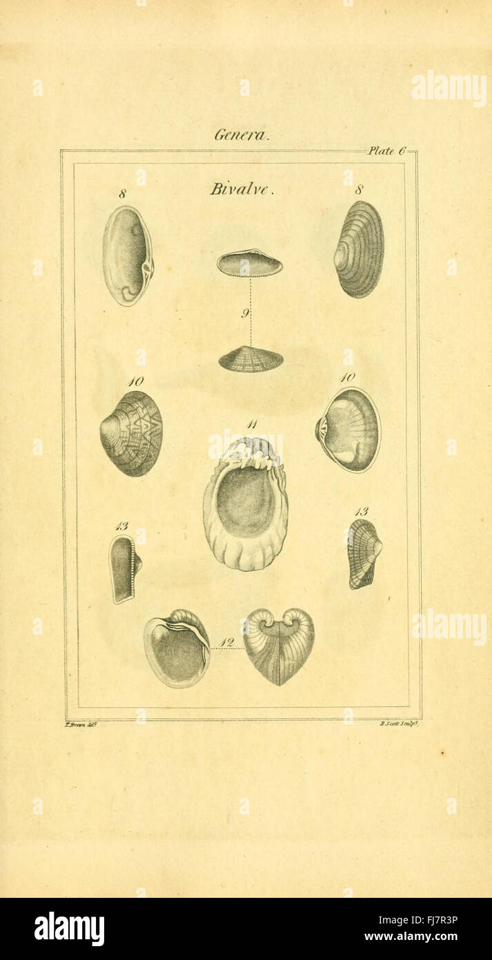 An in-depth guide to the natural history of shells, focusing on ...