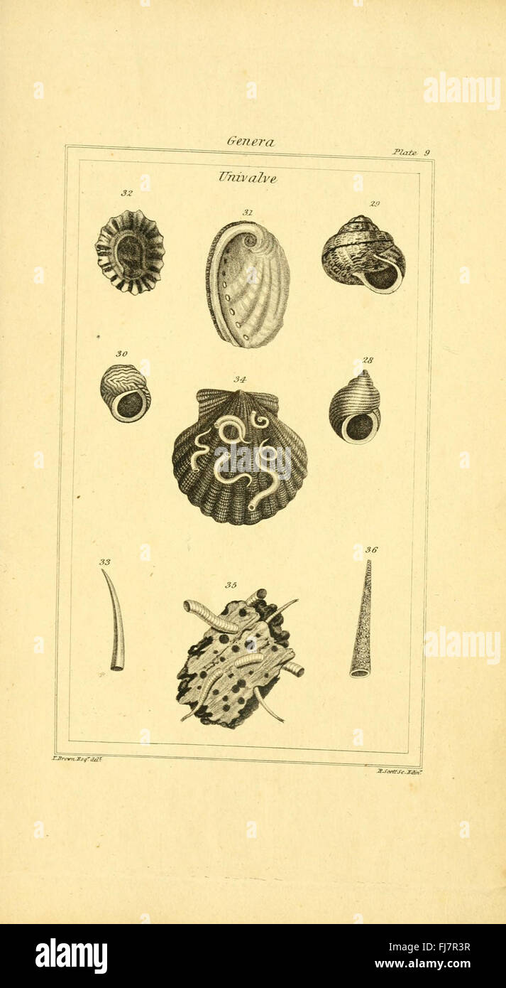 The elements of conchology; or Natural history of shells, Harvard ...