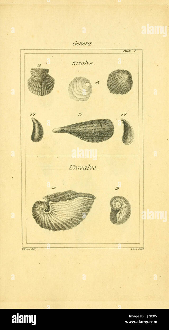 An in-depth look at conchology, the natural history of shells, with ...