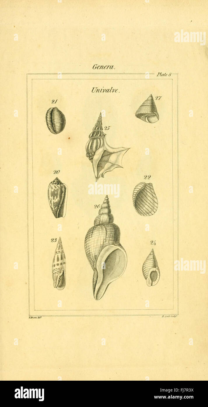 The Elements of Conchology; or Natural History of Shells (Plate VIII ...