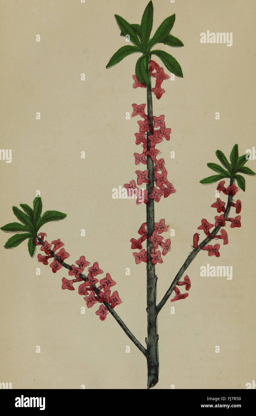 The family flora and materia medica botanica- containing the botanical ...