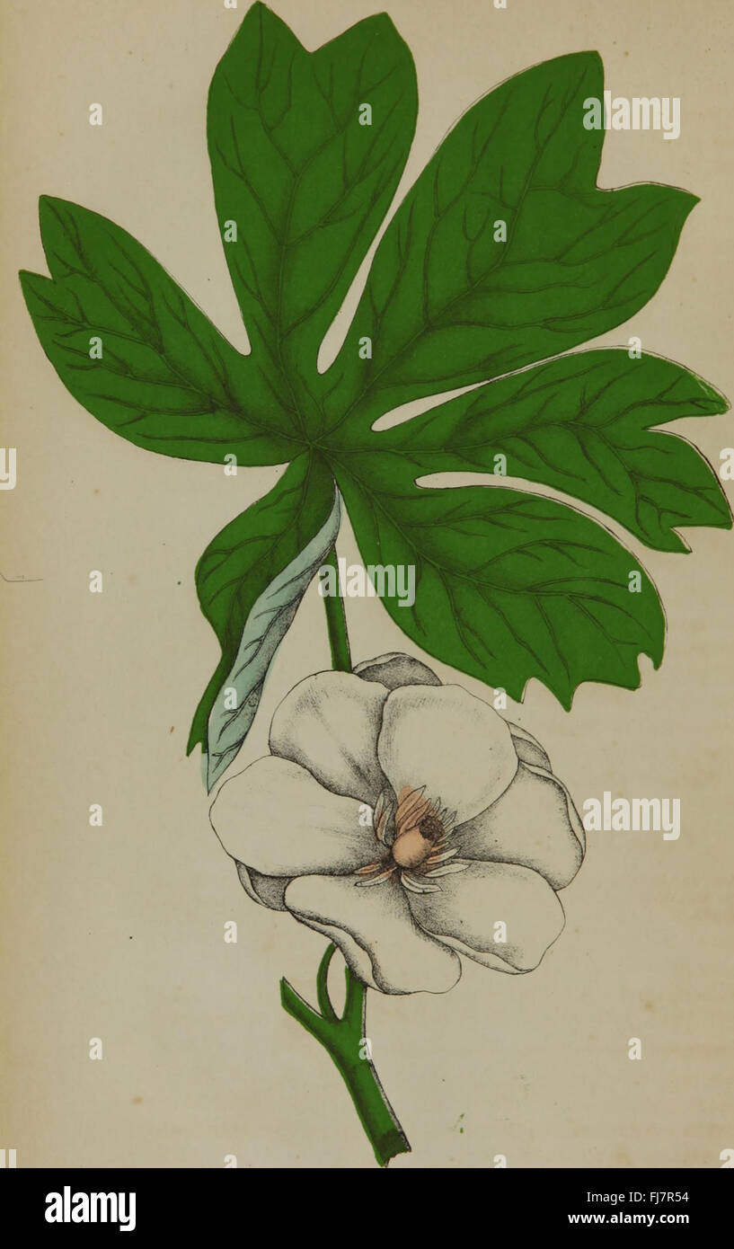 A comprehensive study on the botanical and medicinal properties of ...