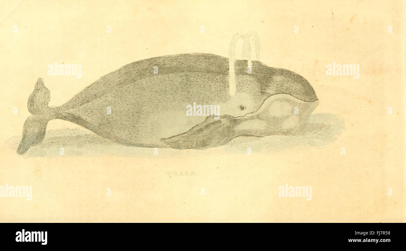 A natural history of birds, fishes, reptiles, and insects Stock Photo ...