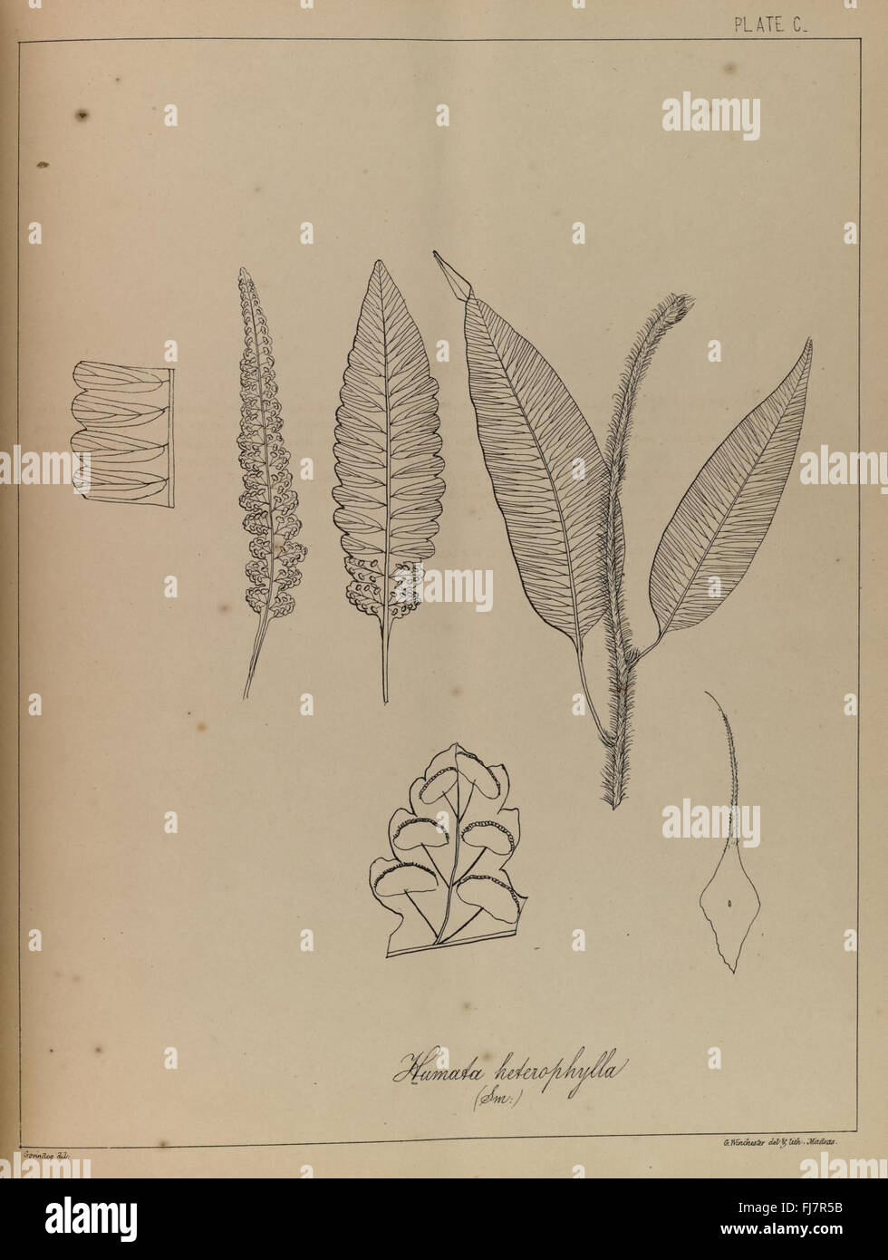 The ferns of British India, a botanical illustration showcasing the ...