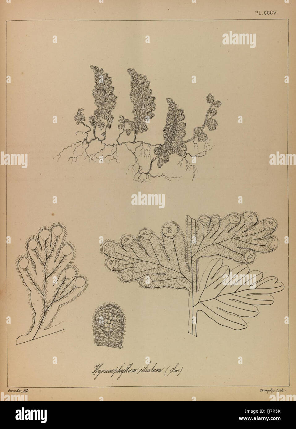 An in-depth botanical study of the ferns found in British India ...