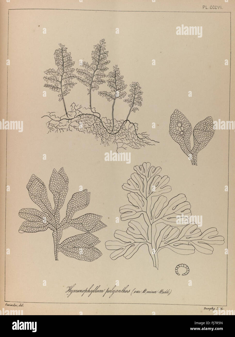 Detailed study of various species of ferns hi-res stock photography and ...