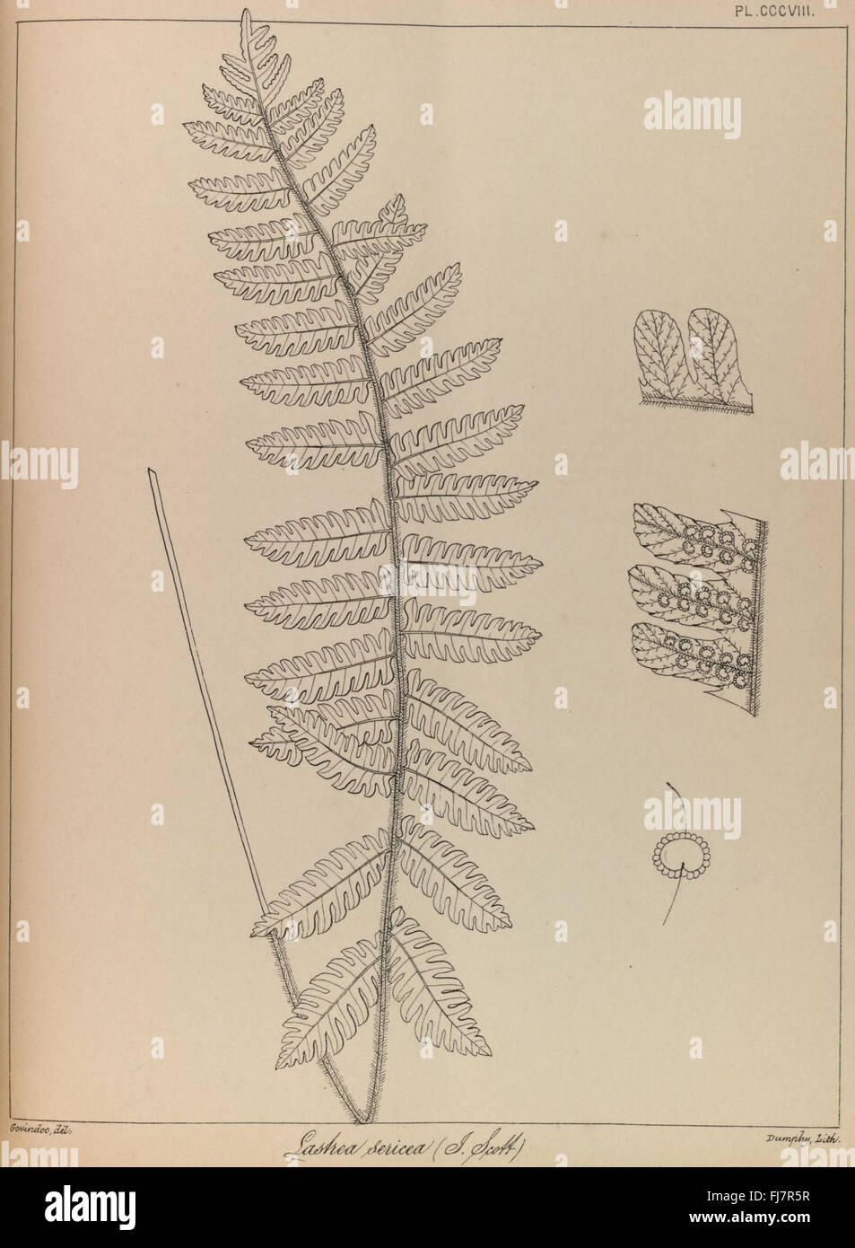 The ferns of British India (PLATE CCCVIII): India, Missouri Botanical ...