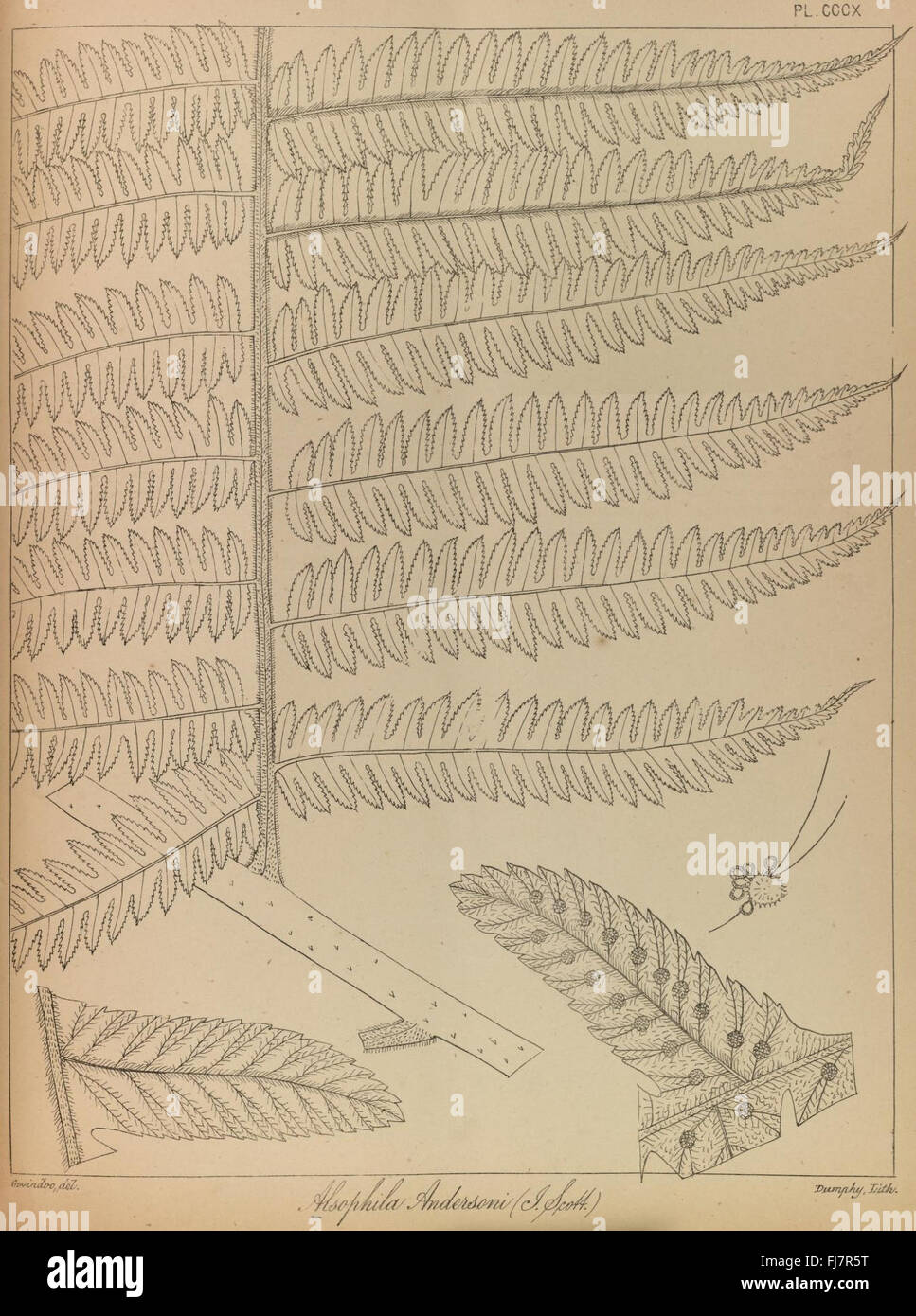 Illustration from 'The Ferns of British India' showcasing fern species ...