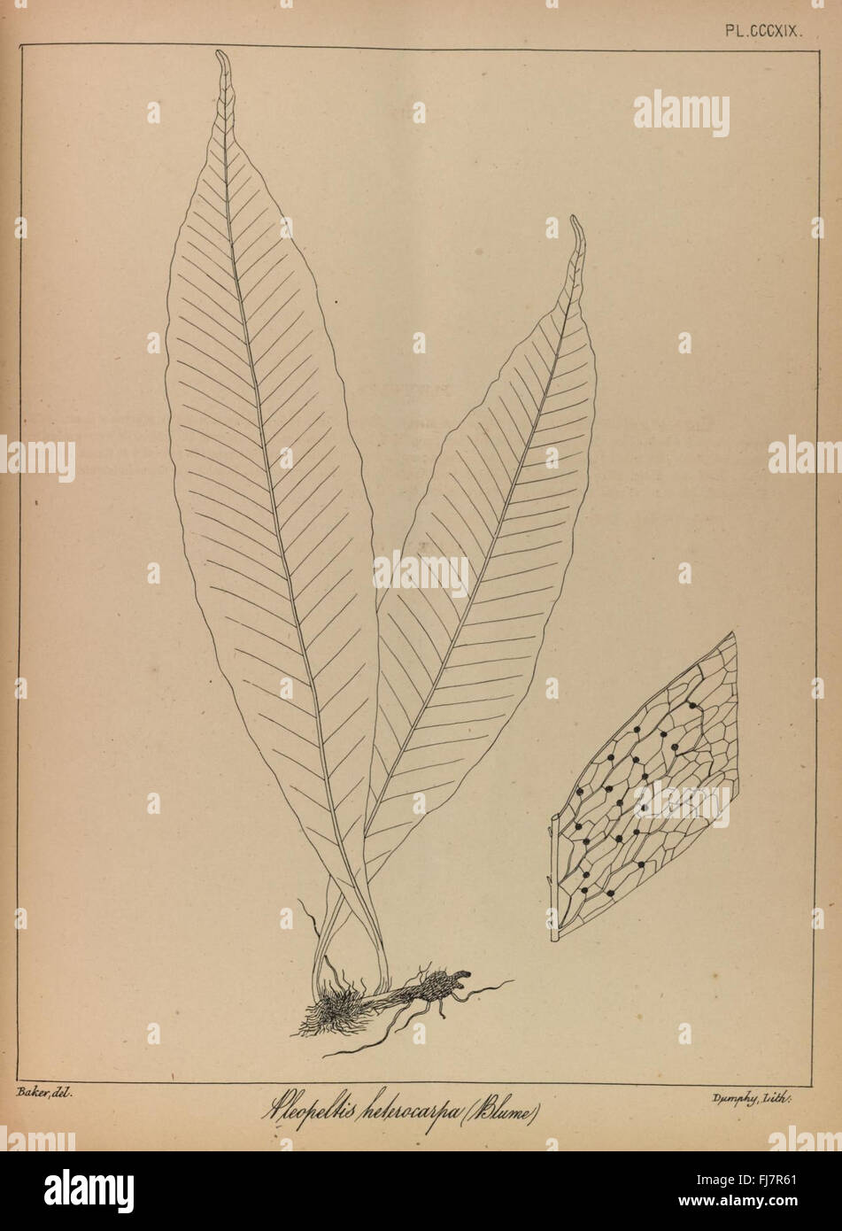 A botanical reference detailing the fern species of British India ...