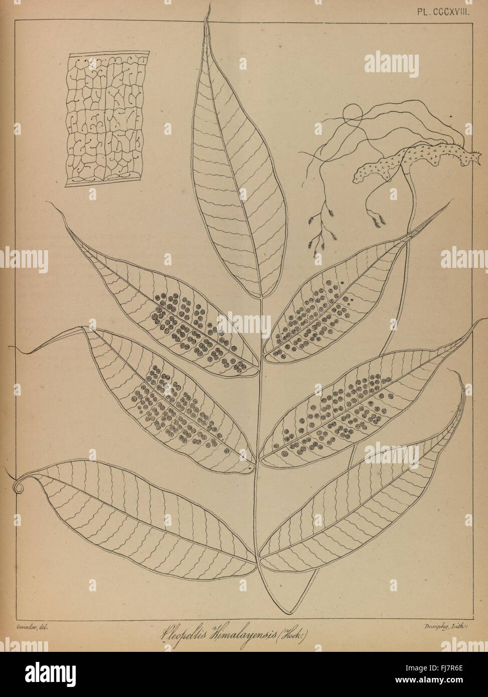 Indian pteridophyta hi-res stock photography and images - Alamy