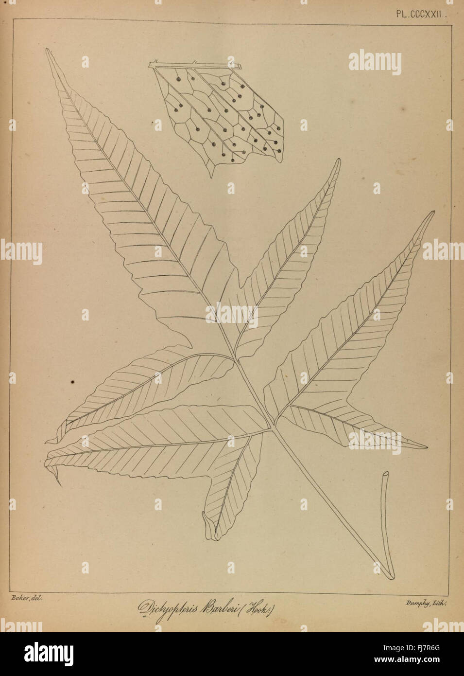 Ferns of india hi-res stock photography and images - Alamy