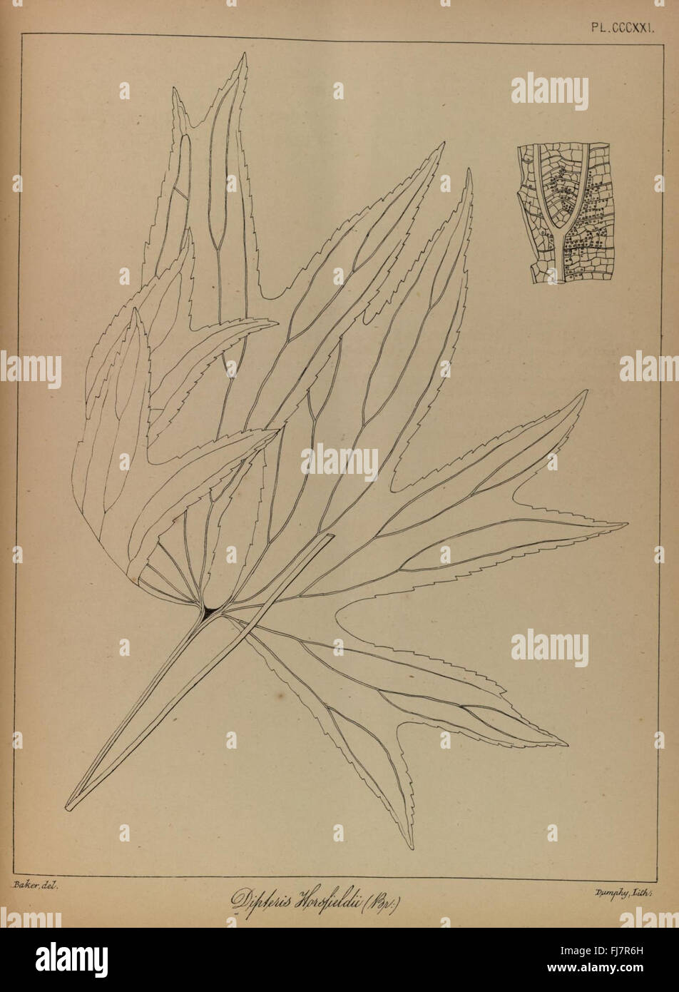 The ferns of British India (PLATE CCCXXI), India Missouri Botanical ...