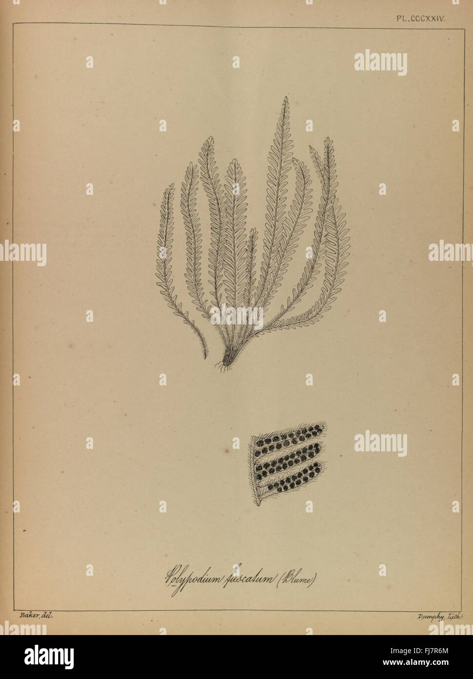 The Ferns of British India: A Botanical Illustration of Pteridophyta ...