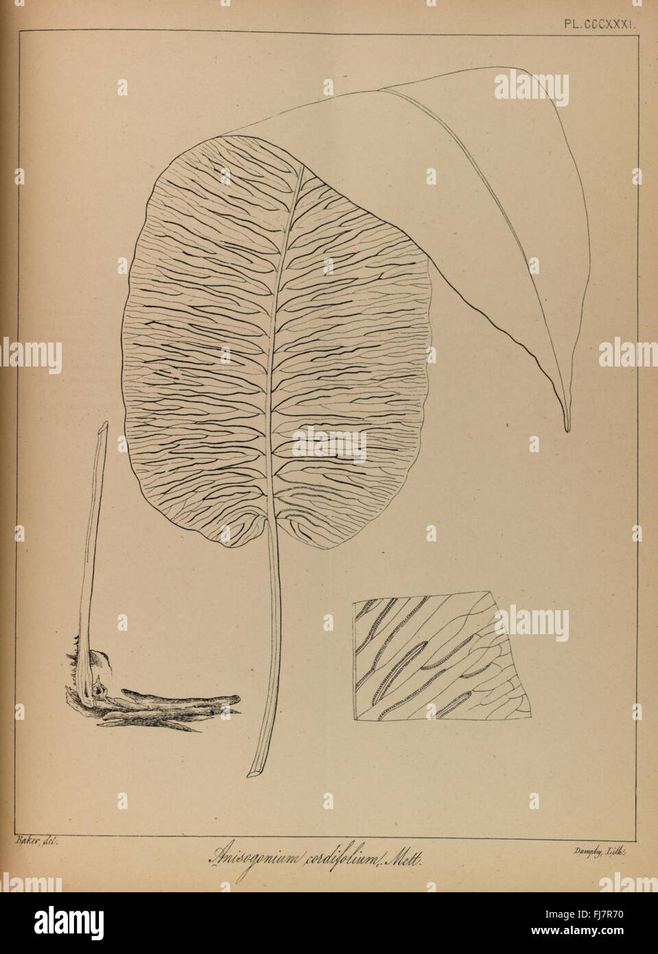 An illustration from 'The Ferns of British India,' showcasing the ...