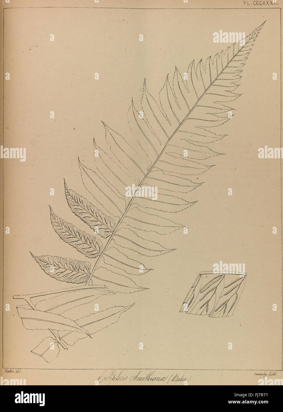 The Ferns of British India: A detailed botanical depiction of ferns ...