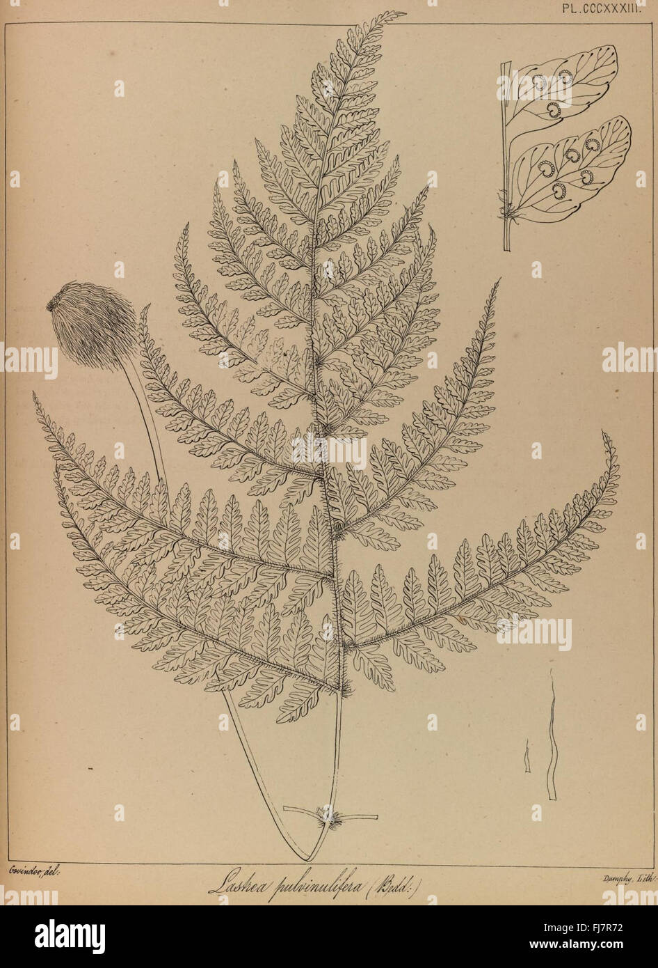 The ferns of British India (PLATE CCCXXXIII) ,India Missouri Botanical ...