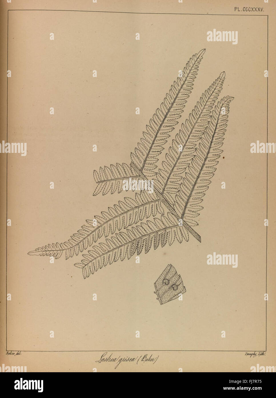 An illustration of ferns from British India, focusing on Plate CCCXXXV ...