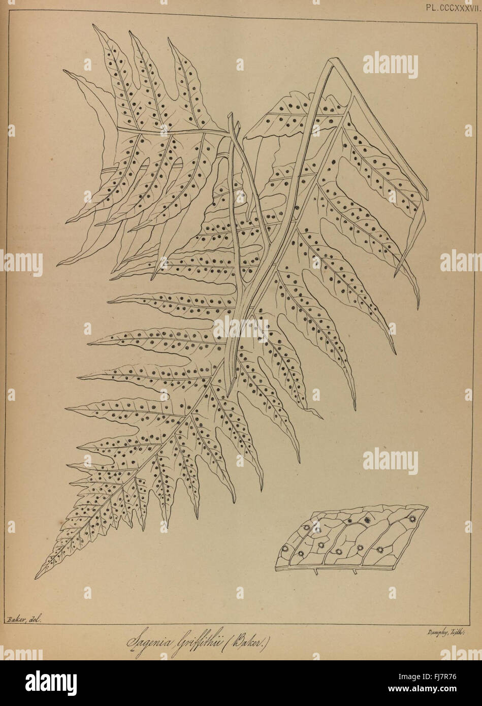 An illustration depicting the ferns of British India, showing their ...