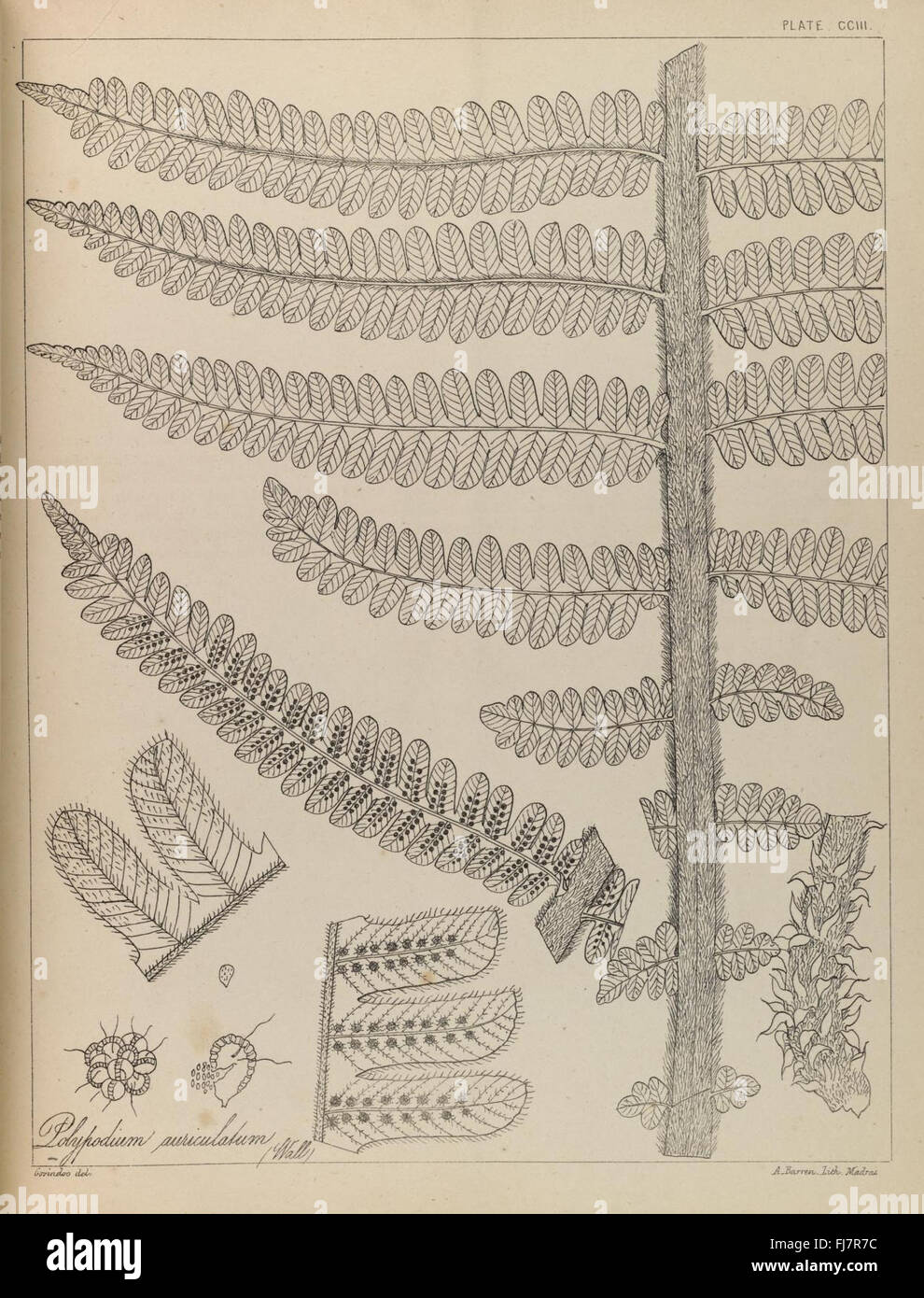 Illustration of ferns from British India, Plate CCIII, housed in the ...