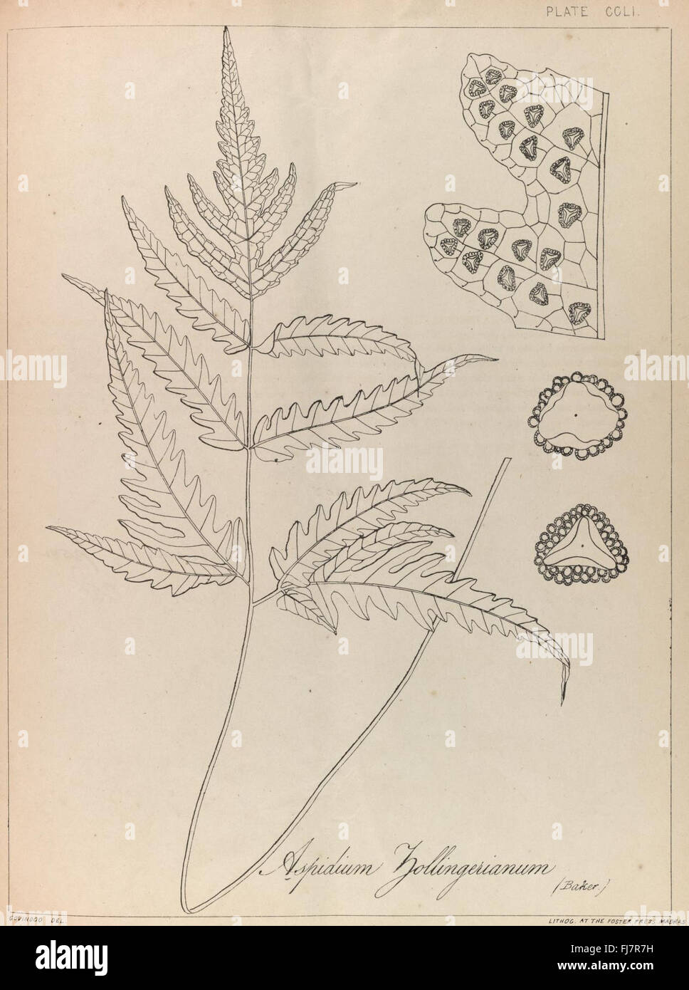 The ferns of British India (PLATE CCLI) - Pictorial Study of Indian ...