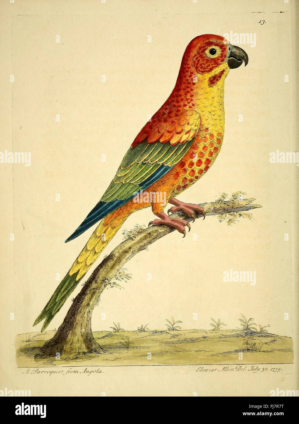 Early works depicting a natural history of birds, showcasing various ...