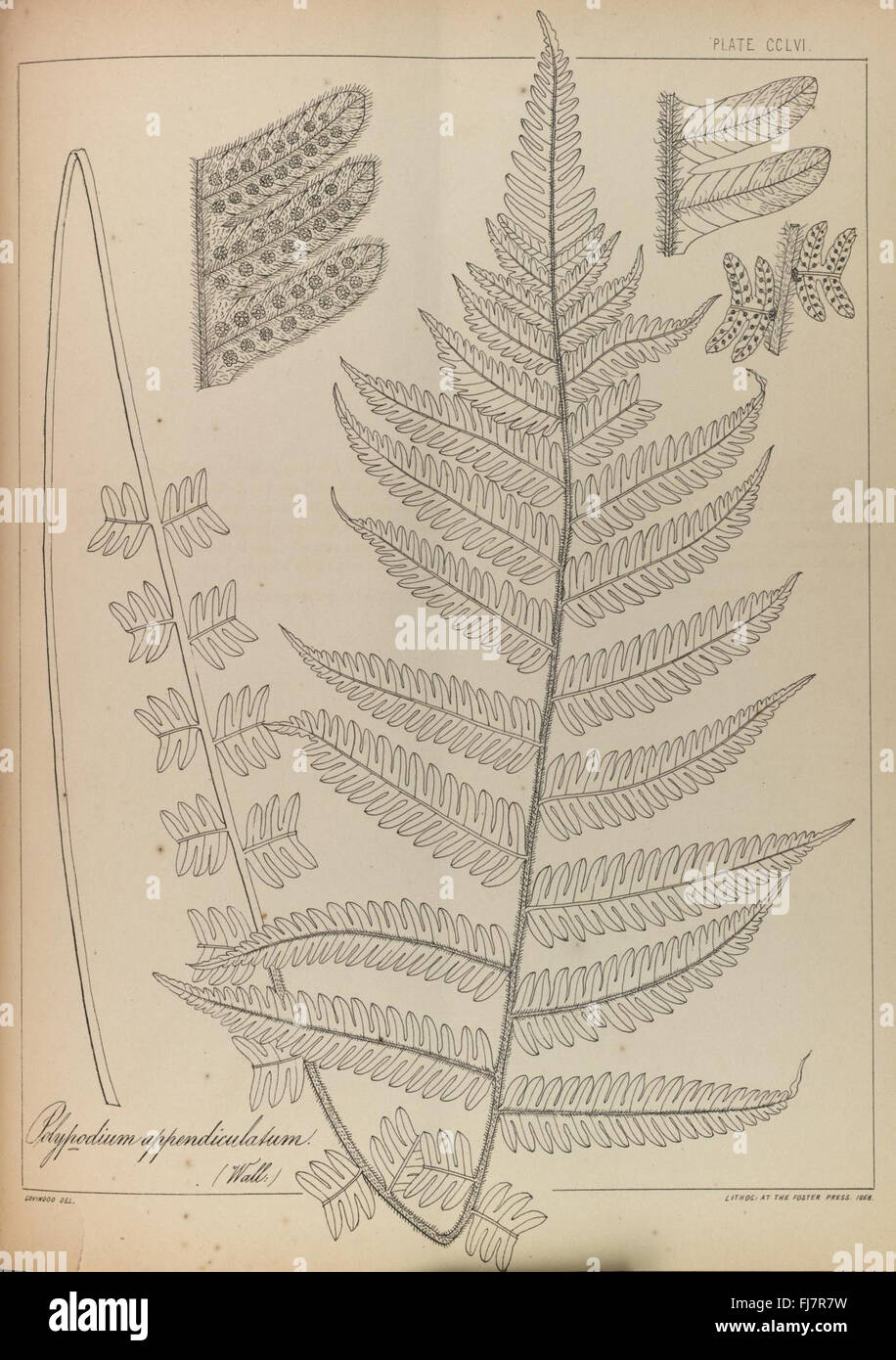 An in-depth study of ferns from British India, showcased through ...