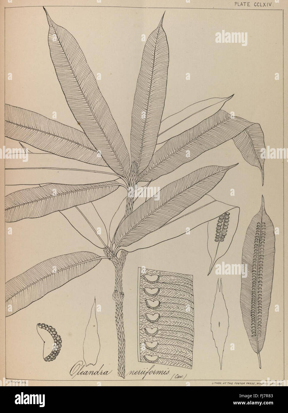 Detailed study of various species of ferns hi-res stock photography and ...