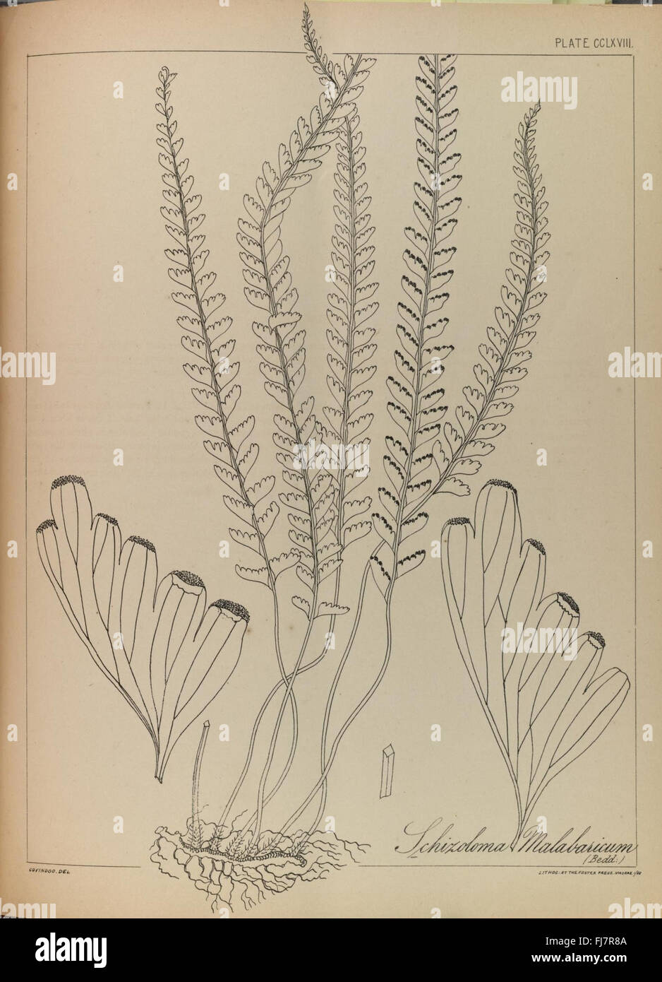 Detailed study of various species of ferns hi-res stock photography and ...