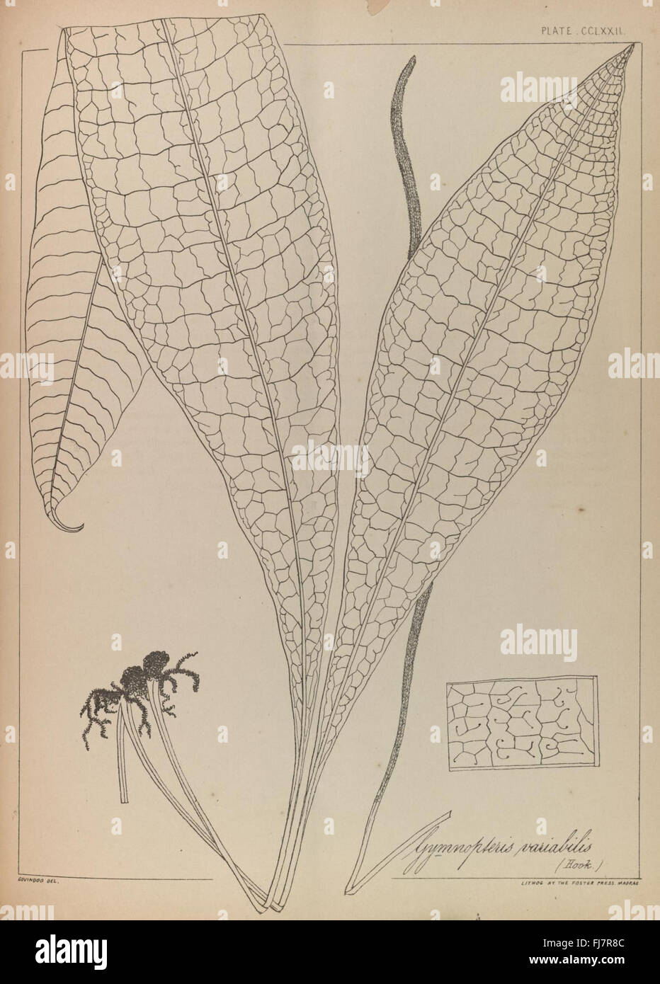 The ferns of British India, documented in the Missouri Botanical Garden ...