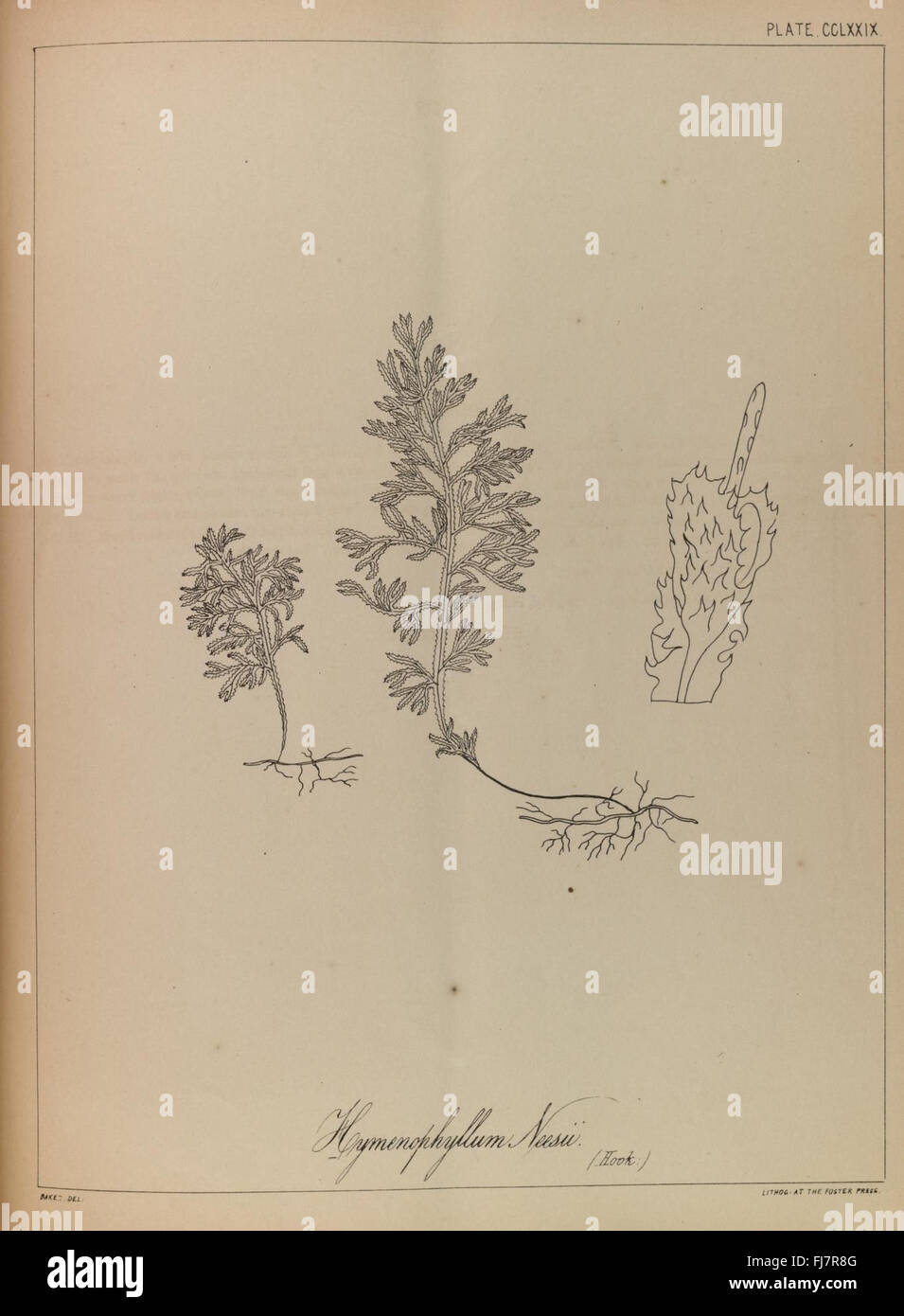 The ferns of British India, part of the Missouri Botanical Garden ...