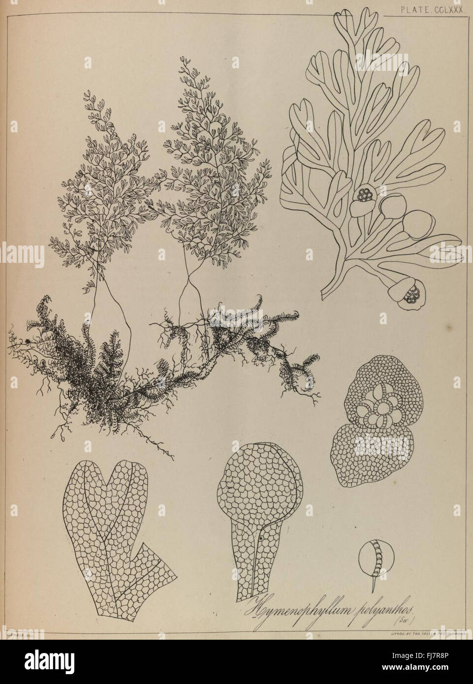 An illustrated guide to the ferns of British India, featuring species ...