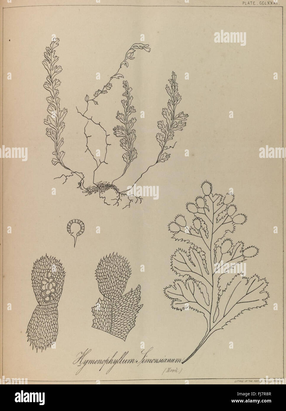 A botanical study focused on the ferns of British India, showcasing the ...
