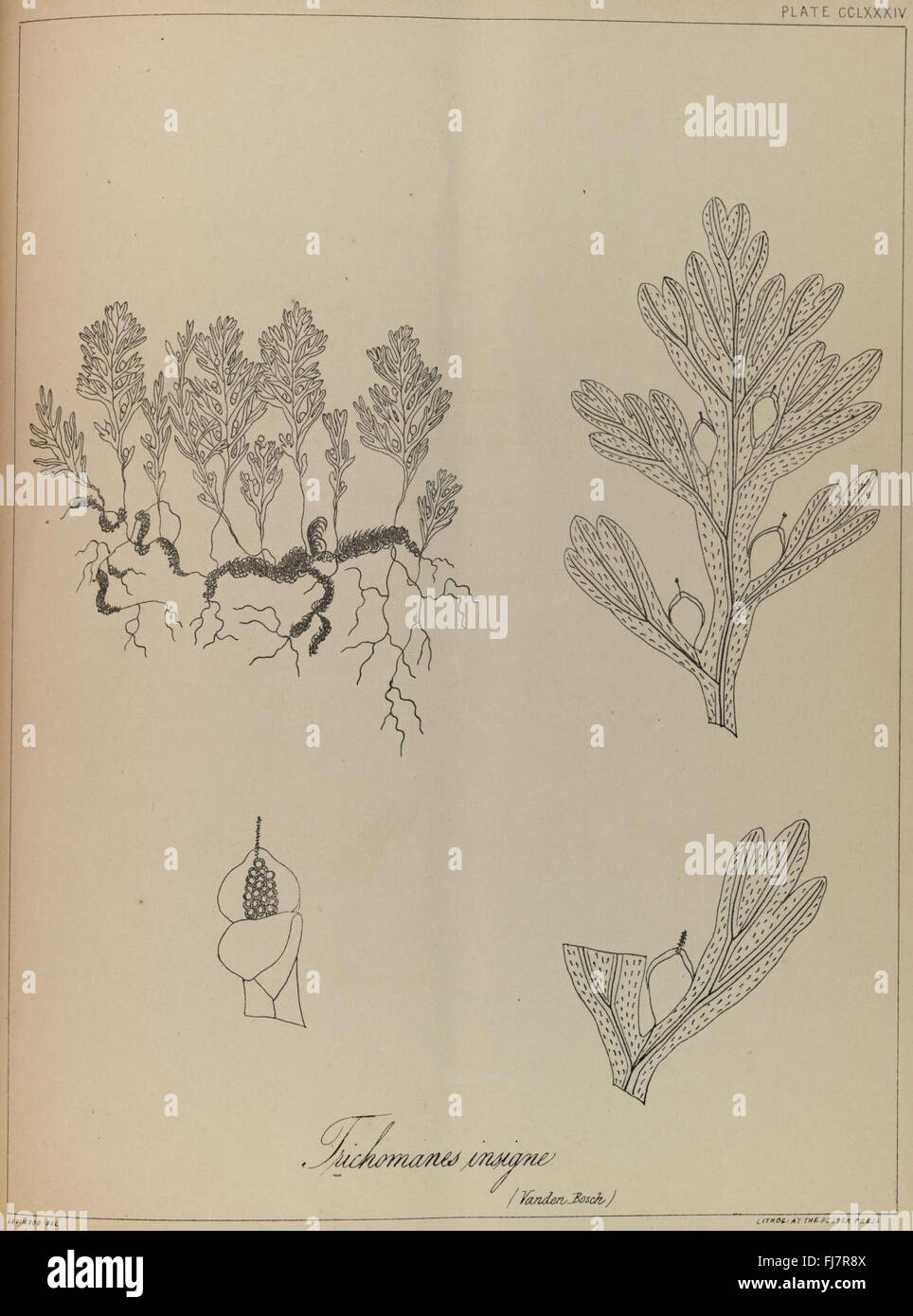 Ferns of British India, Pteridophyta, India, Missouri Botanical Garden ...