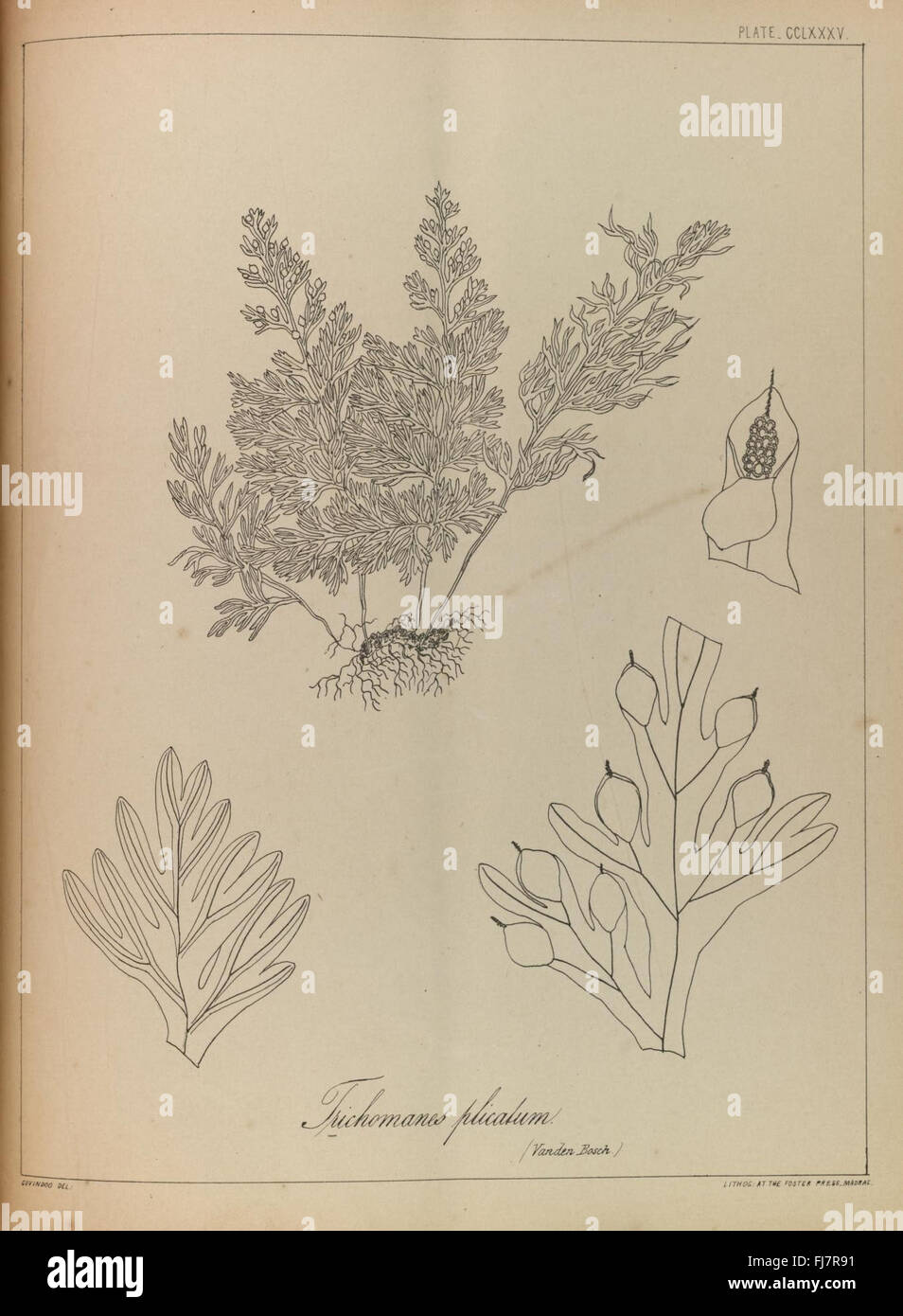 The Ferns of British India (PLATE CCLXXXV), India, Missouri Botanical ...