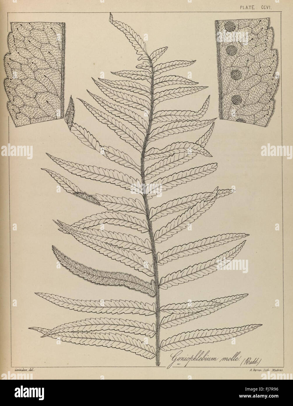 An illustration of fern species from British India, capturing the ...